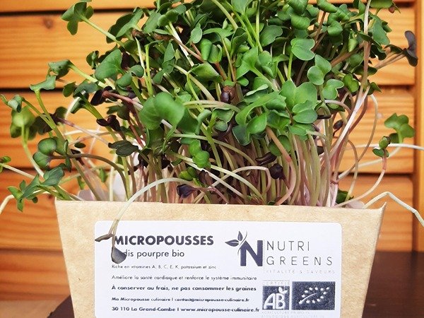 Micro-pousses de radis mixte Bio 16 barquettes