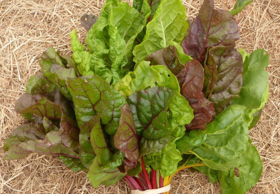 Blettes - botte de 500 g