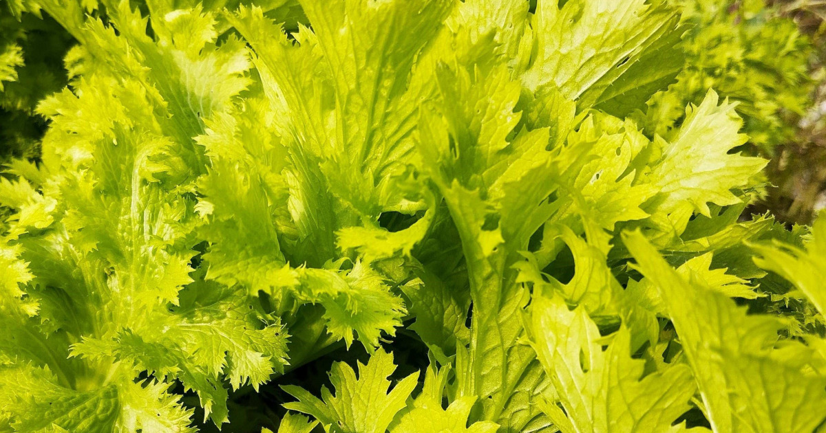 Wasabino (Feuilles Fraiches) 500g