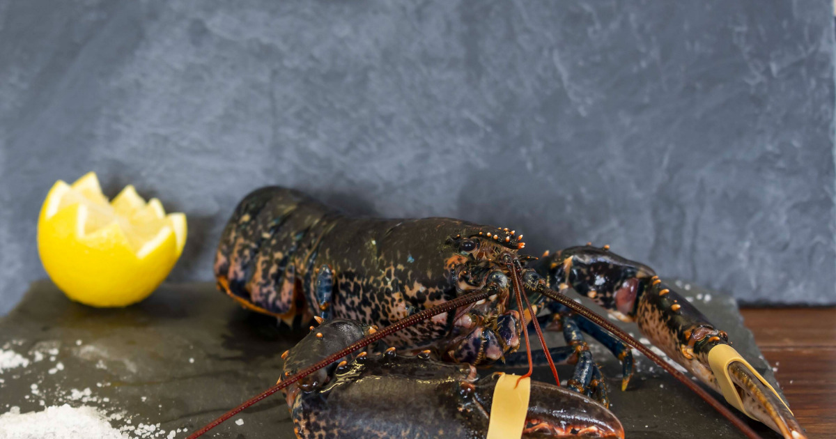 Homard Bleu Vivant- 450/600g (2 pièces)(à congeler pour noël)