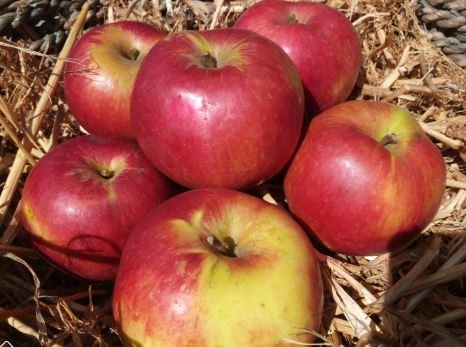 Pomme Idared de Wylder