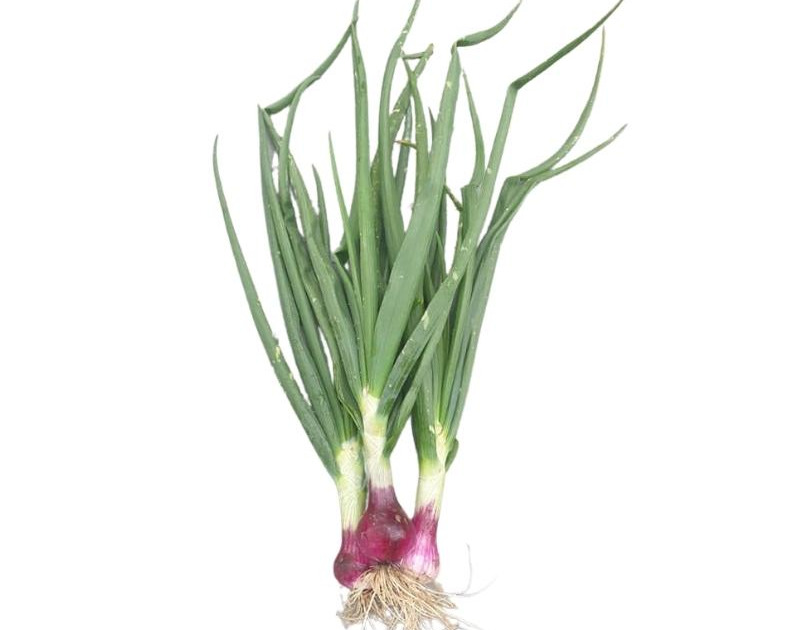 Oignon Rouge Primeur - botte de 4 pièces