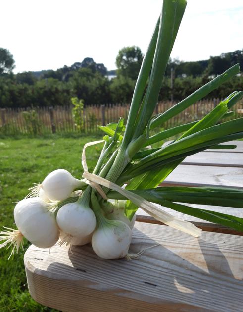 Oignon Botte - 200g