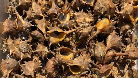 Murex De Méditérannée - 500g