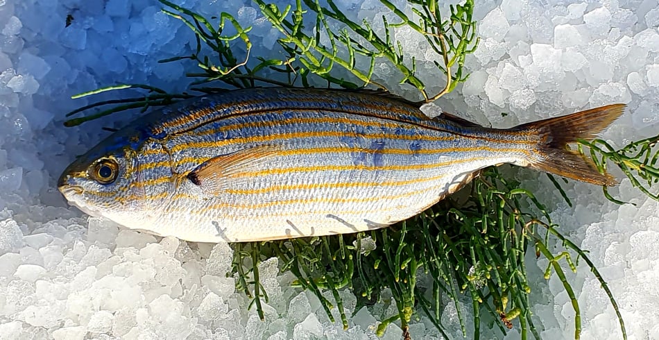 Saupe vidée 500g - Pêche Artisanale et Responsable