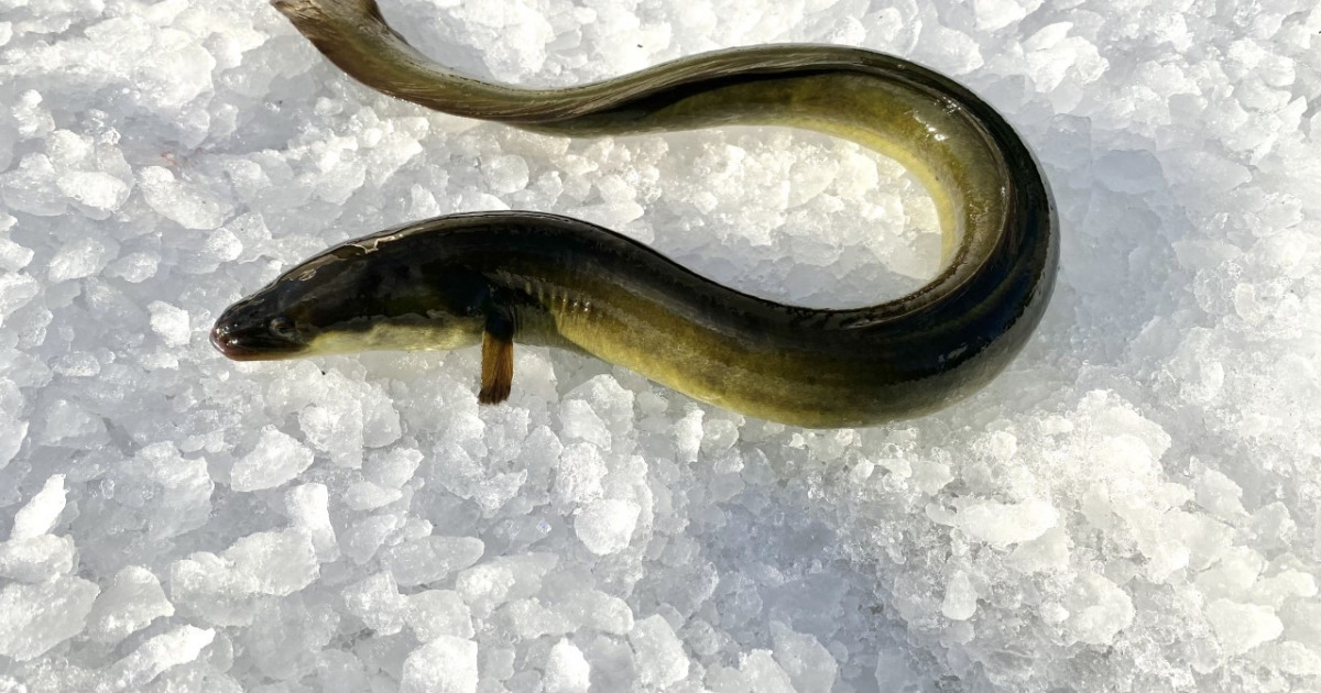 Anguille Argentée Sauvage - Pièce De 1,2kg - Entière