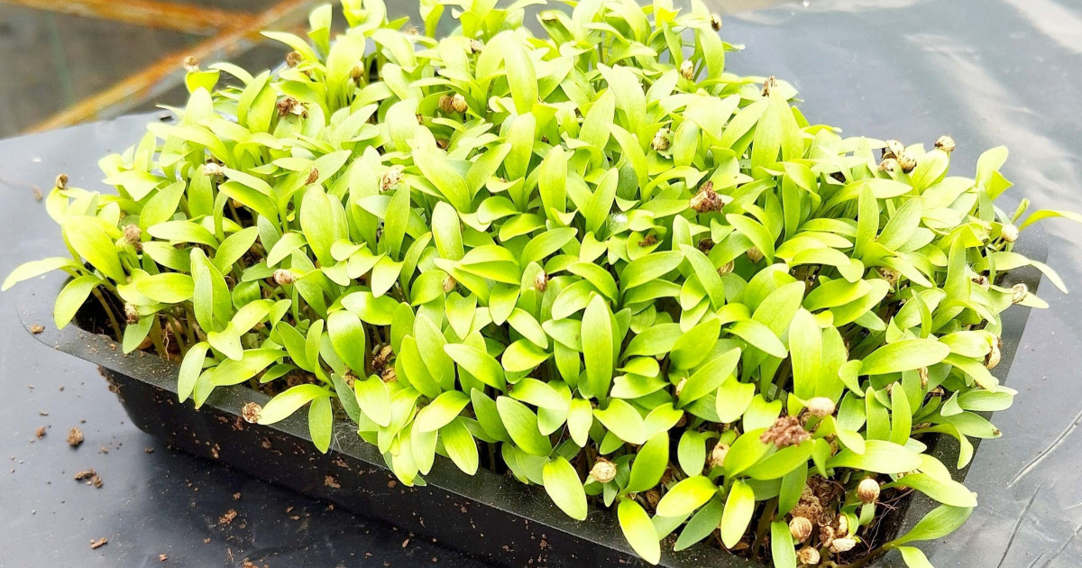 Micro Pousses de Coriandre