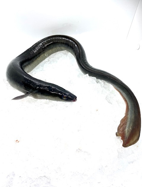 Anguille Argentée Sauvage - Pièce De 1kg - Entière