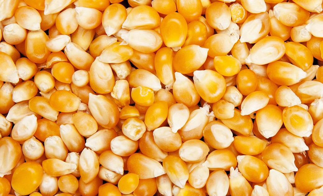 Maïs popcorn nature vrac - 5kg