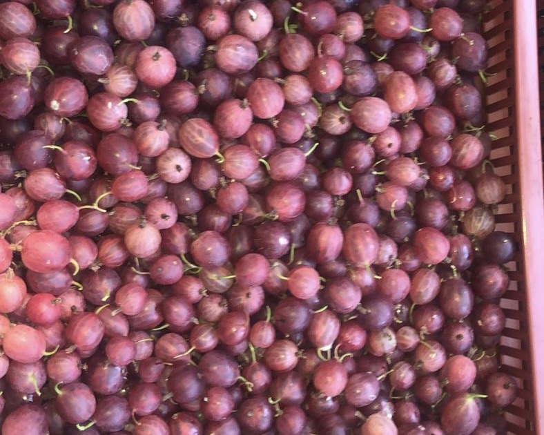 [SURGELÉ] Groseilles à maquereaux BIO - 1KG