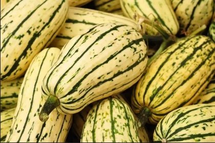 courge bush délicata