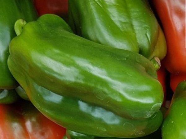 Mélange Poivrons Bio vert et rouge [poids Moyen 450g]