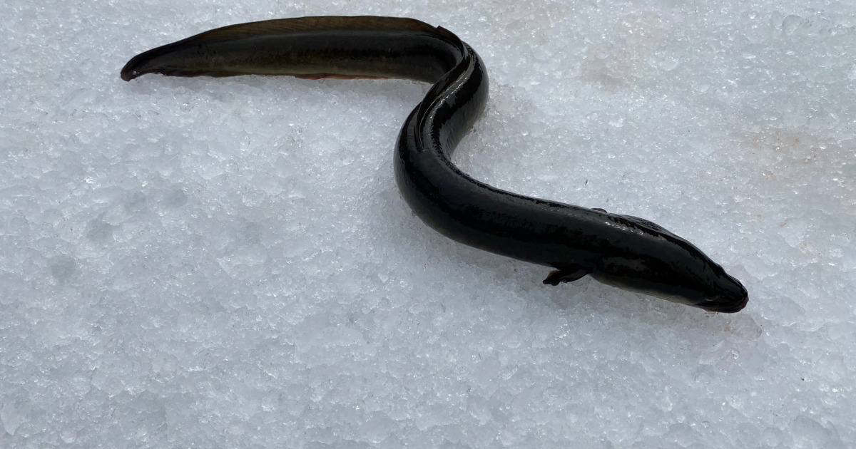 Anguille Jaune Sauvage - Pièce De 900g - Entière