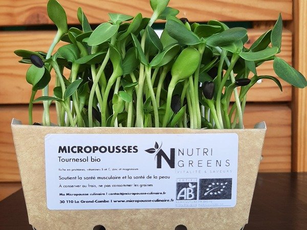 Micro pousses de tournesol Bio 8 barquettes