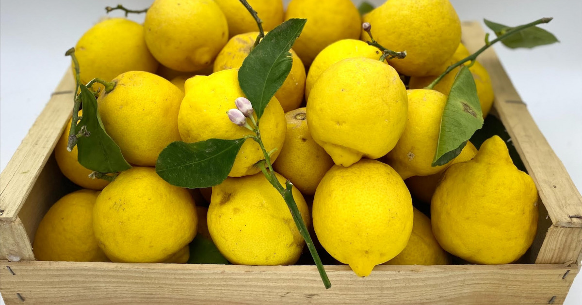 Citrons - 1kg