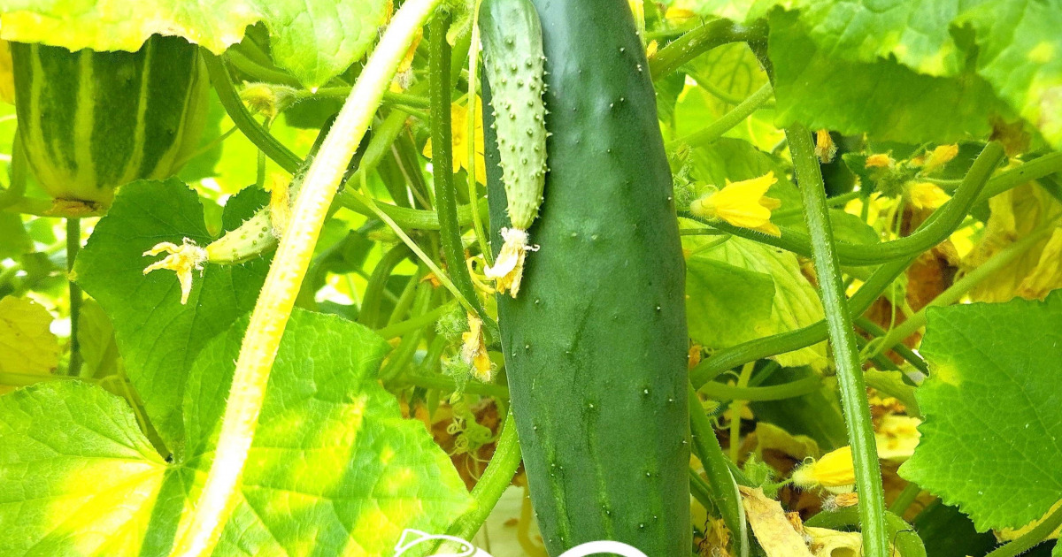 Concombre long Vert Maraicher