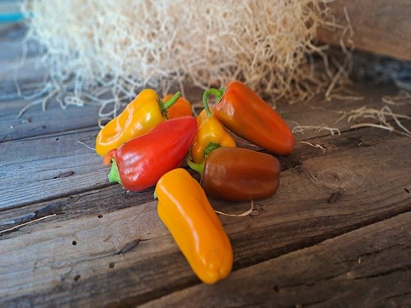 Mini poivrons Bio - 250 grammes