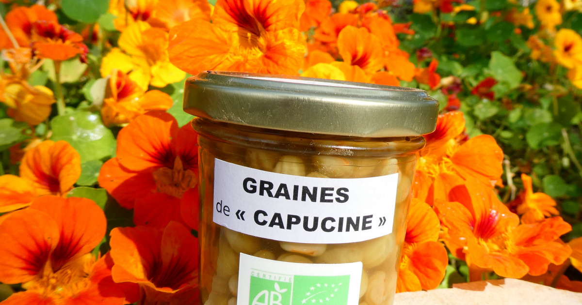 Graines de Capucines Bio