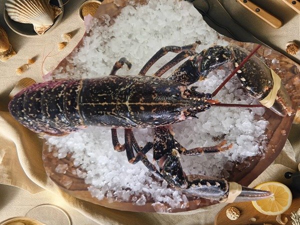 Homard Bleu Européen Vivant 800-1kg