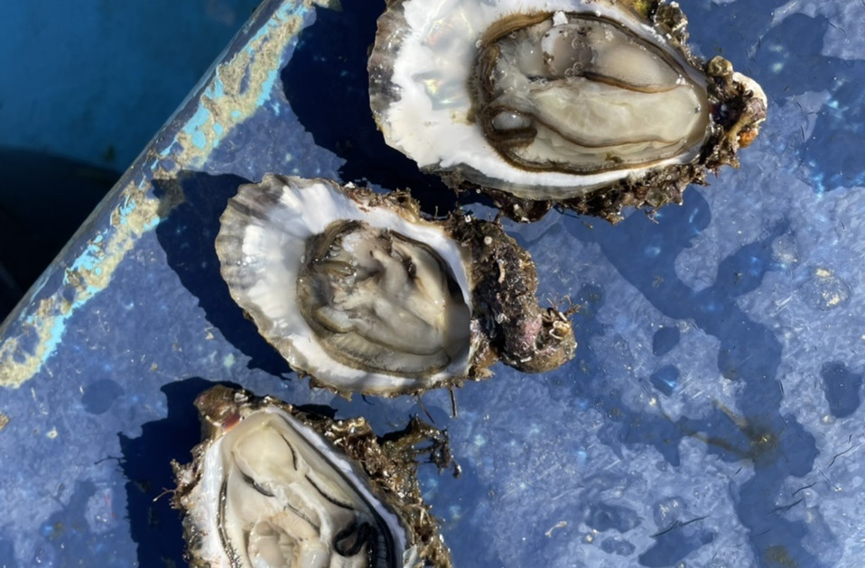Huîtres creuses de Bouzigues moyenne - 2 Douzaines (26 pièces)