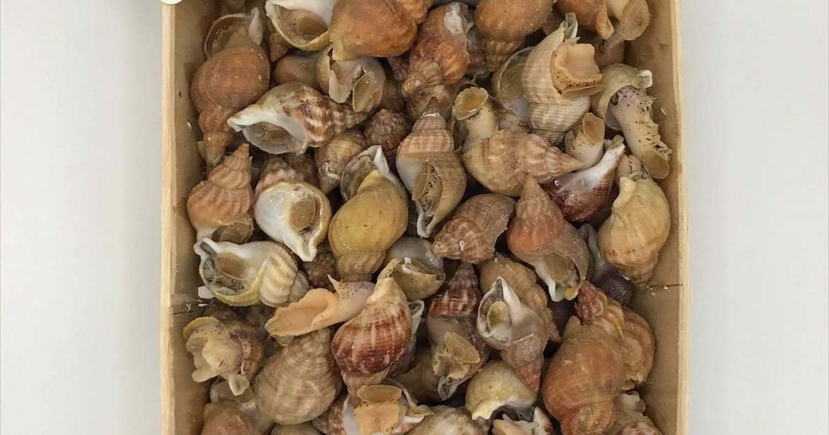 Bulot Vivant Frais - 6kg