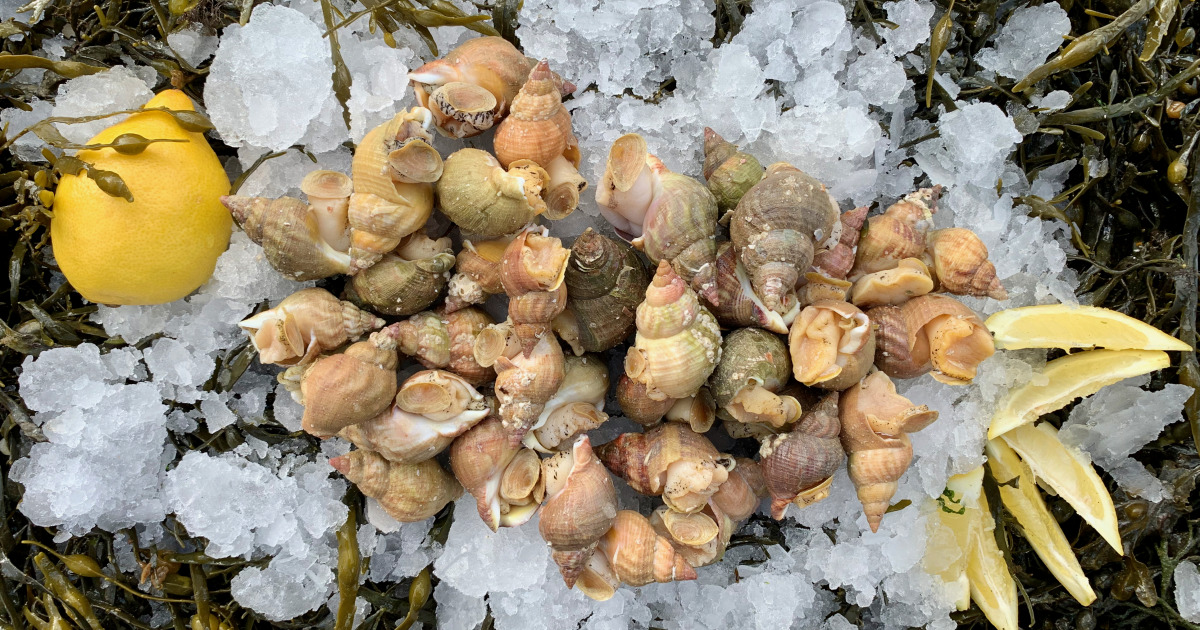 Bulots cuits - Barquette de 1 kg