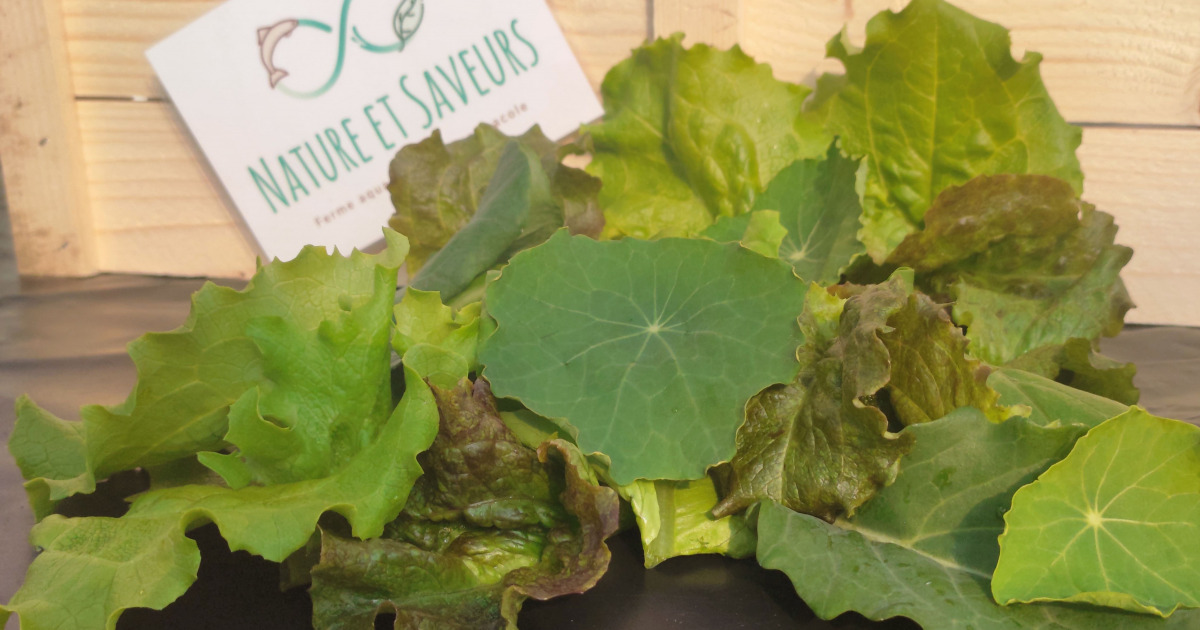 Mesclun de Laitue & Pousse