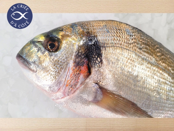 Daurade Royale Sauvage - Pièce 600 g