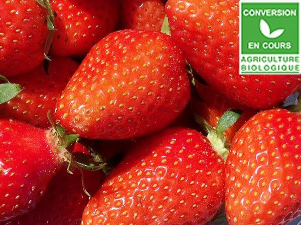 Fraise Bio Gariguette [vendu par 250g]