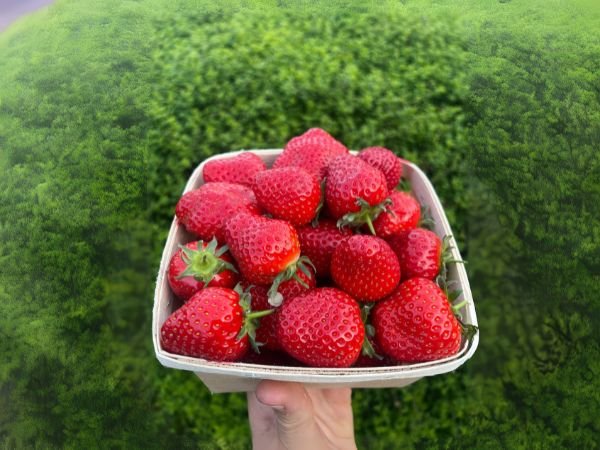 Fraise Cléry du Vaucluse 1kg
