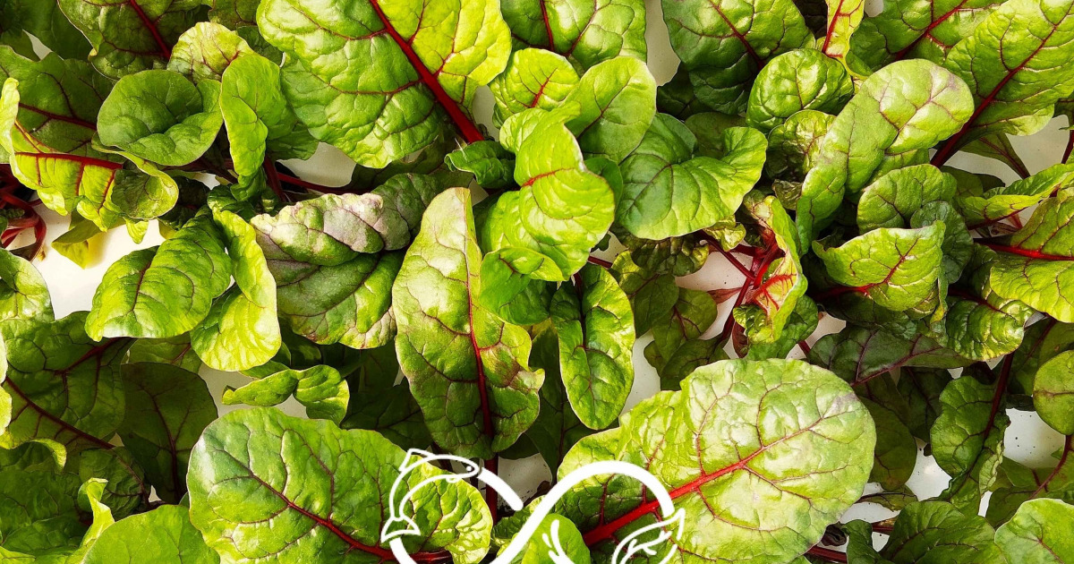 Blette Rouge Charlotte 500g