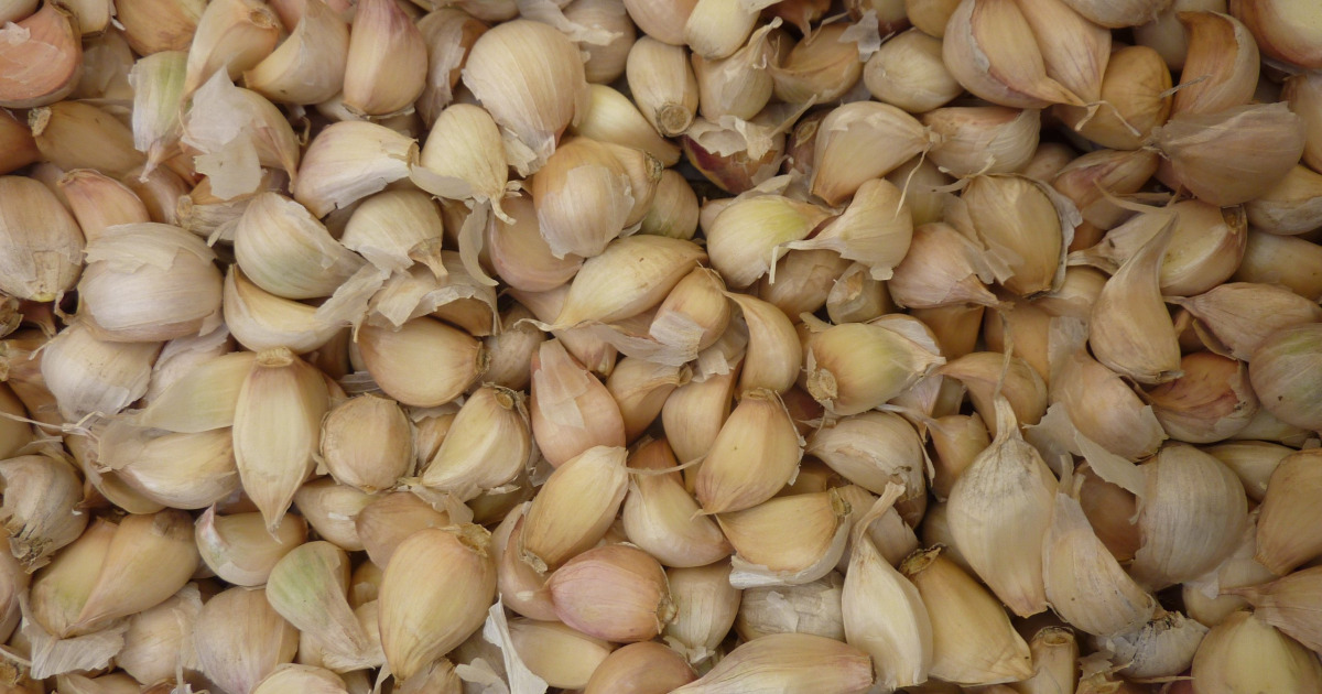 Semence Plant Ail Germidour - 250 gr