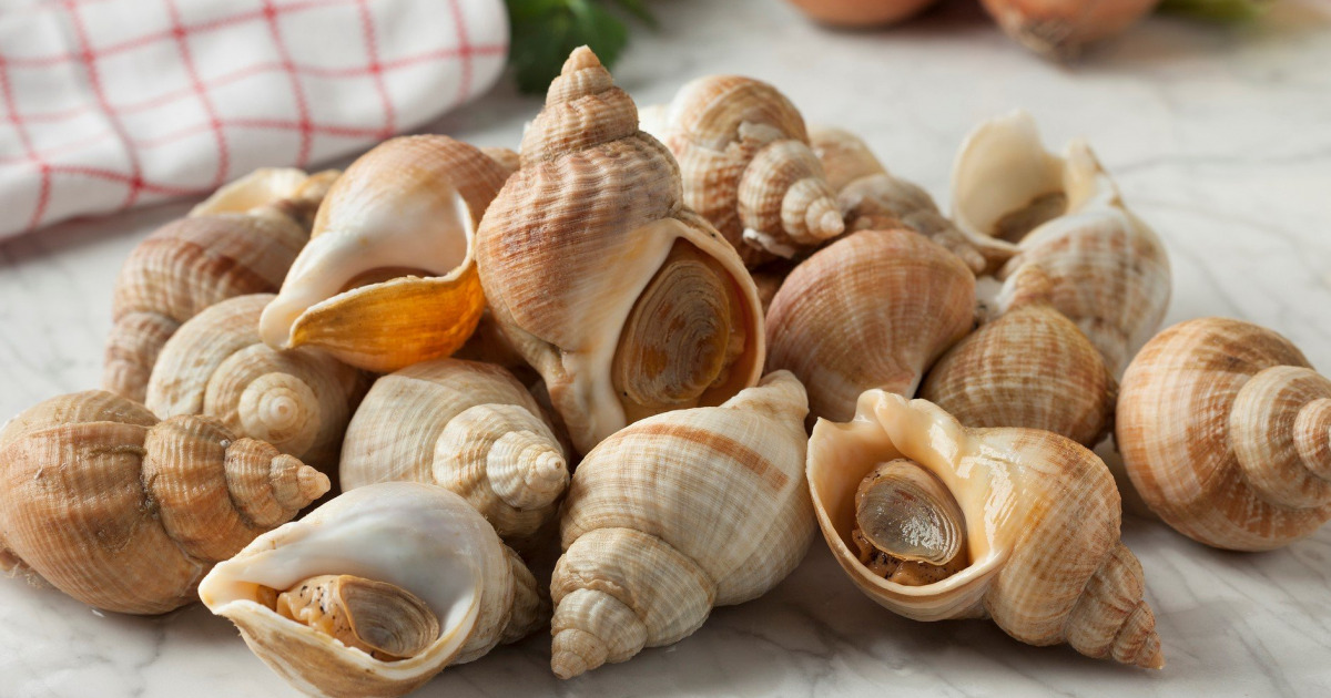 Bulots vivants - 1kg