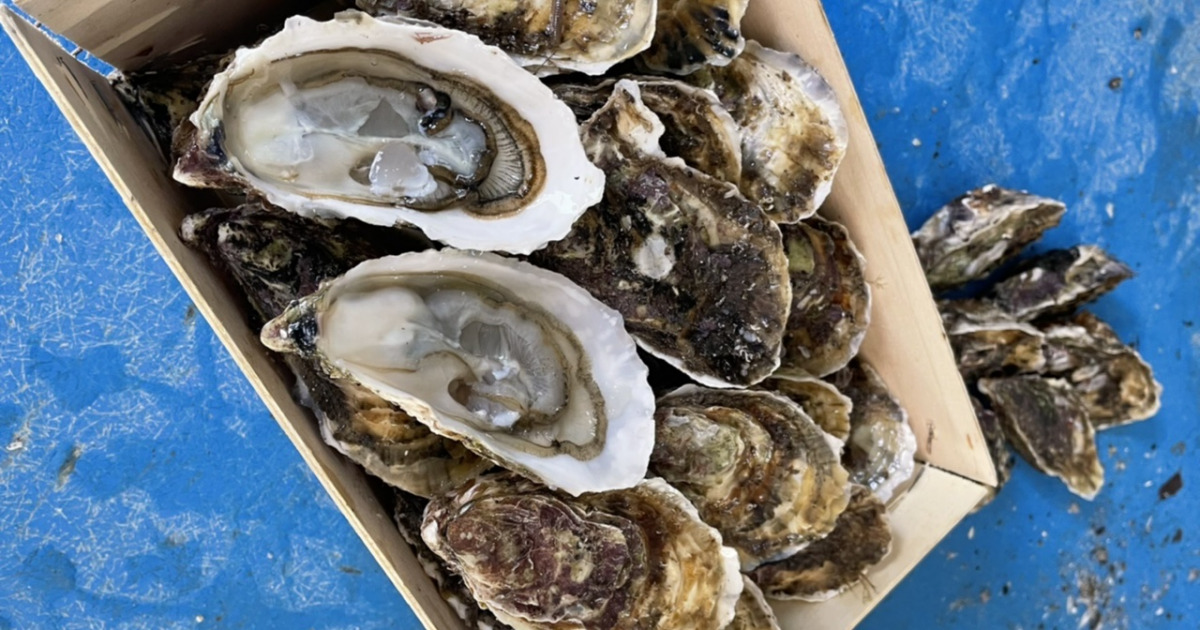 Huîtres creuses de Bouzigues grosse « spéciale gratinée » - 5 Douzaines ...