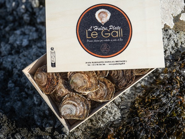 Huitres plates Belon N°00x24