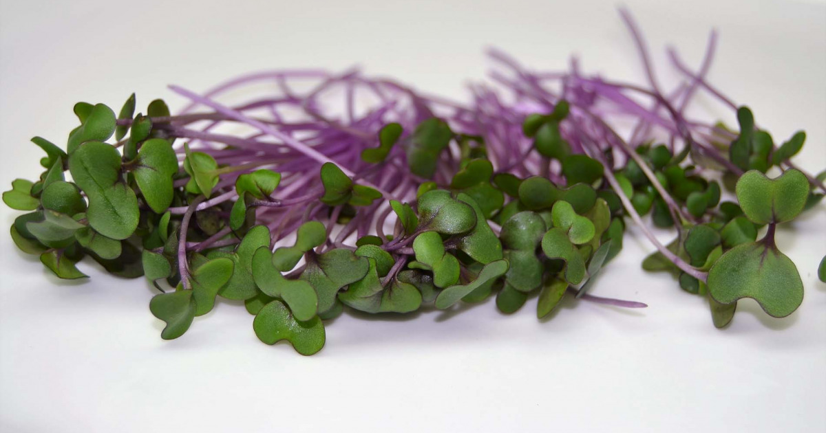 Micro-pousses De Chou Rouge - 50g