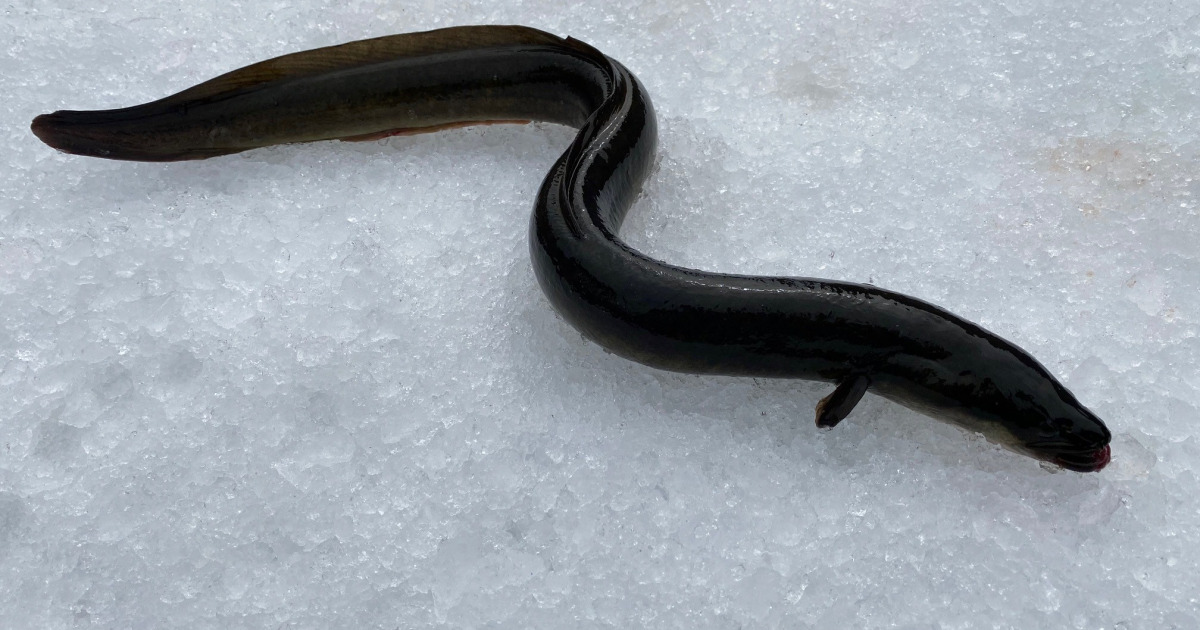 Anguille Jaune Sauvage - Pièce De 1kg - Entière