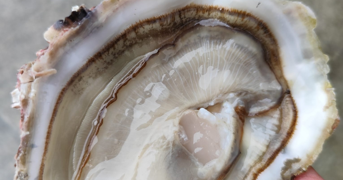 L'huitre Sauvage de pleine mer N°0 - 12 pièces
