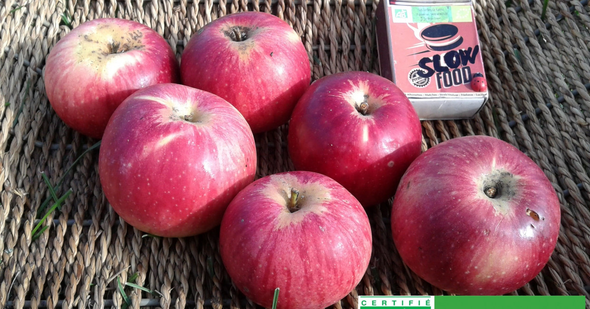 POMME Rouge de Lorraine - 1kg