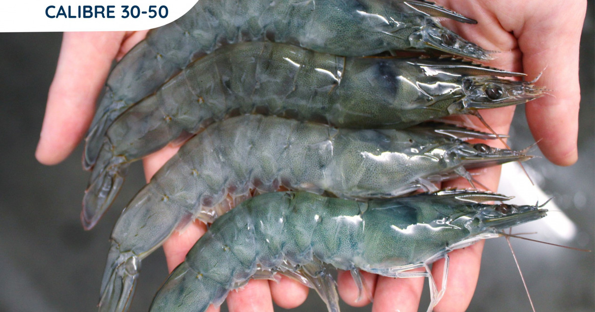 Crevette Française crue surgelée - 30 à 50 pièces/kg - 1 kg