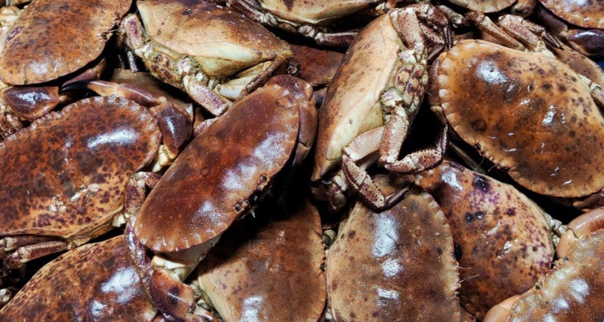 Tourteaux vivants - 1,2kg