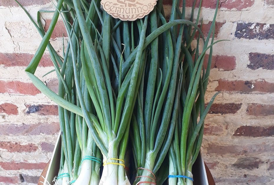 Botte d'oignons blancs