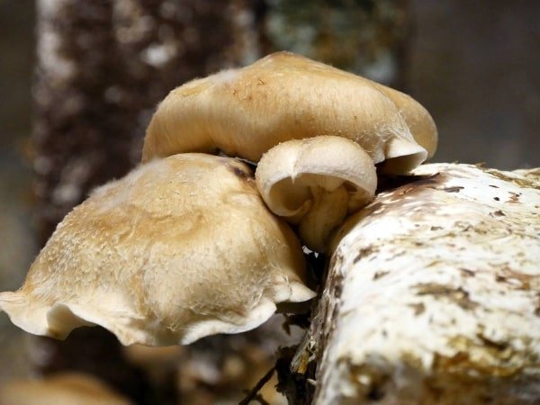 Shiitake Bio - 250g