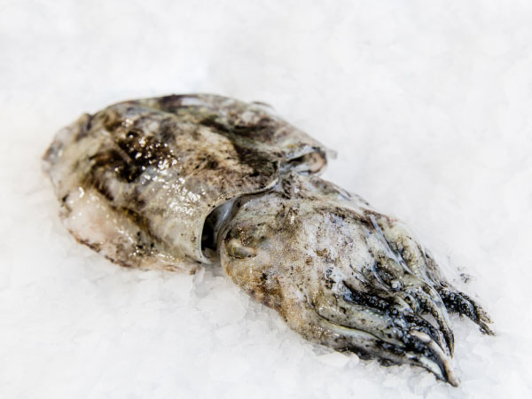 Seiche Entiere – Lot De 1 Kg (1 ou 2 Pièces)