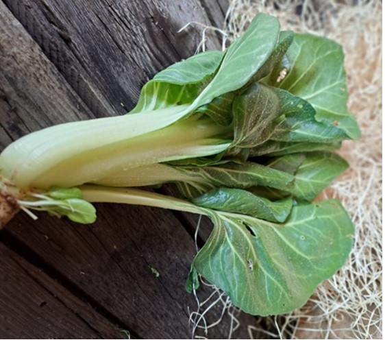 Blette Jessica Bio - 500 g