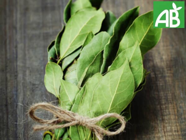 Laurier Frais - Botte 50g