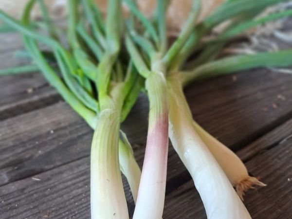 Oignon Cebette Bio - Botte
