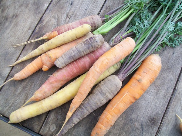 Carottes en mélange