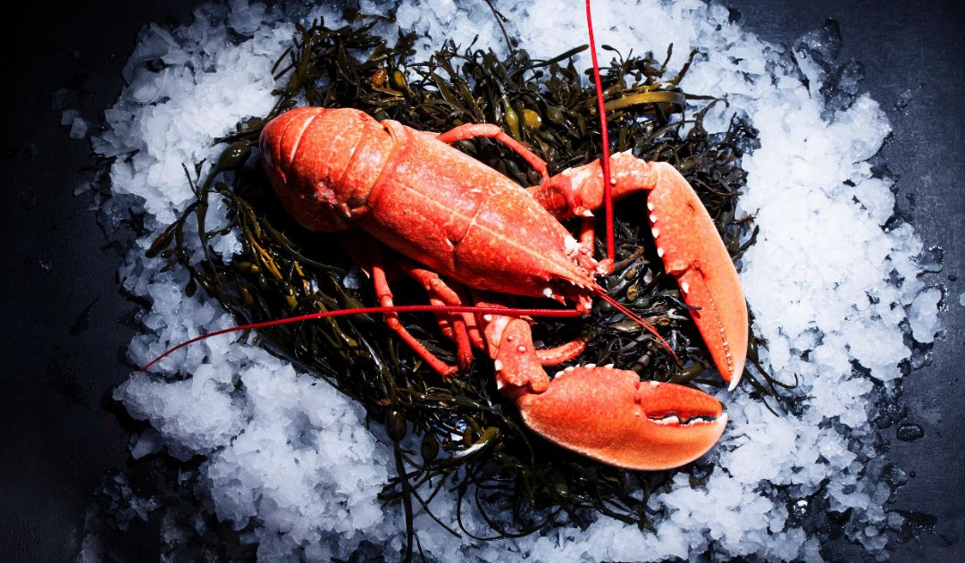 Homard Cuit - 500 g