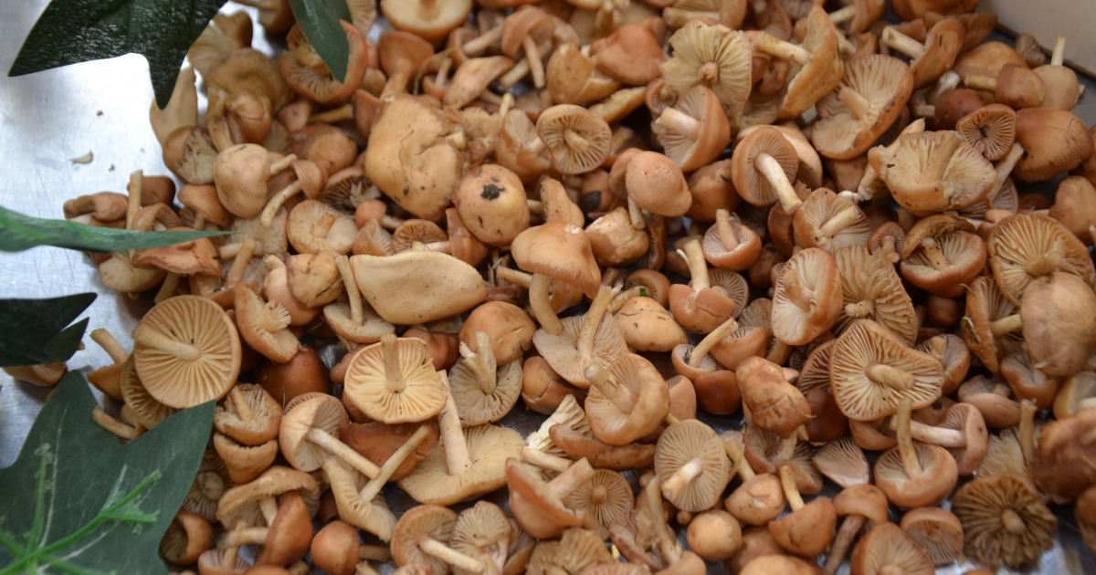 Cèpes Veloute De Mousserons Mousserons Des Prés Pourdebon